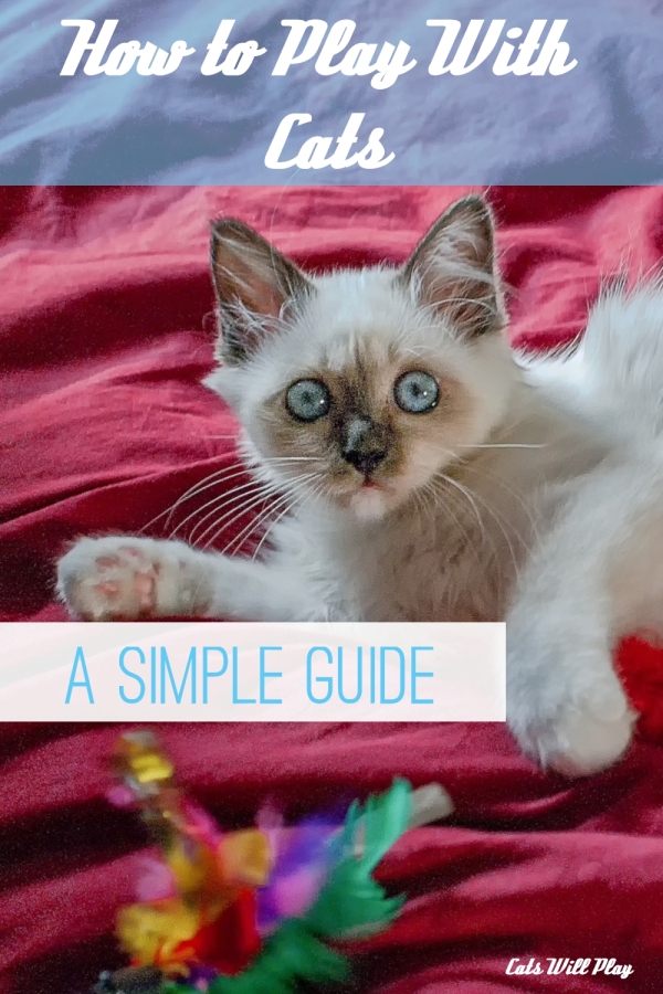 How to Play With Cats: A Simple Guide - Cats Will Play