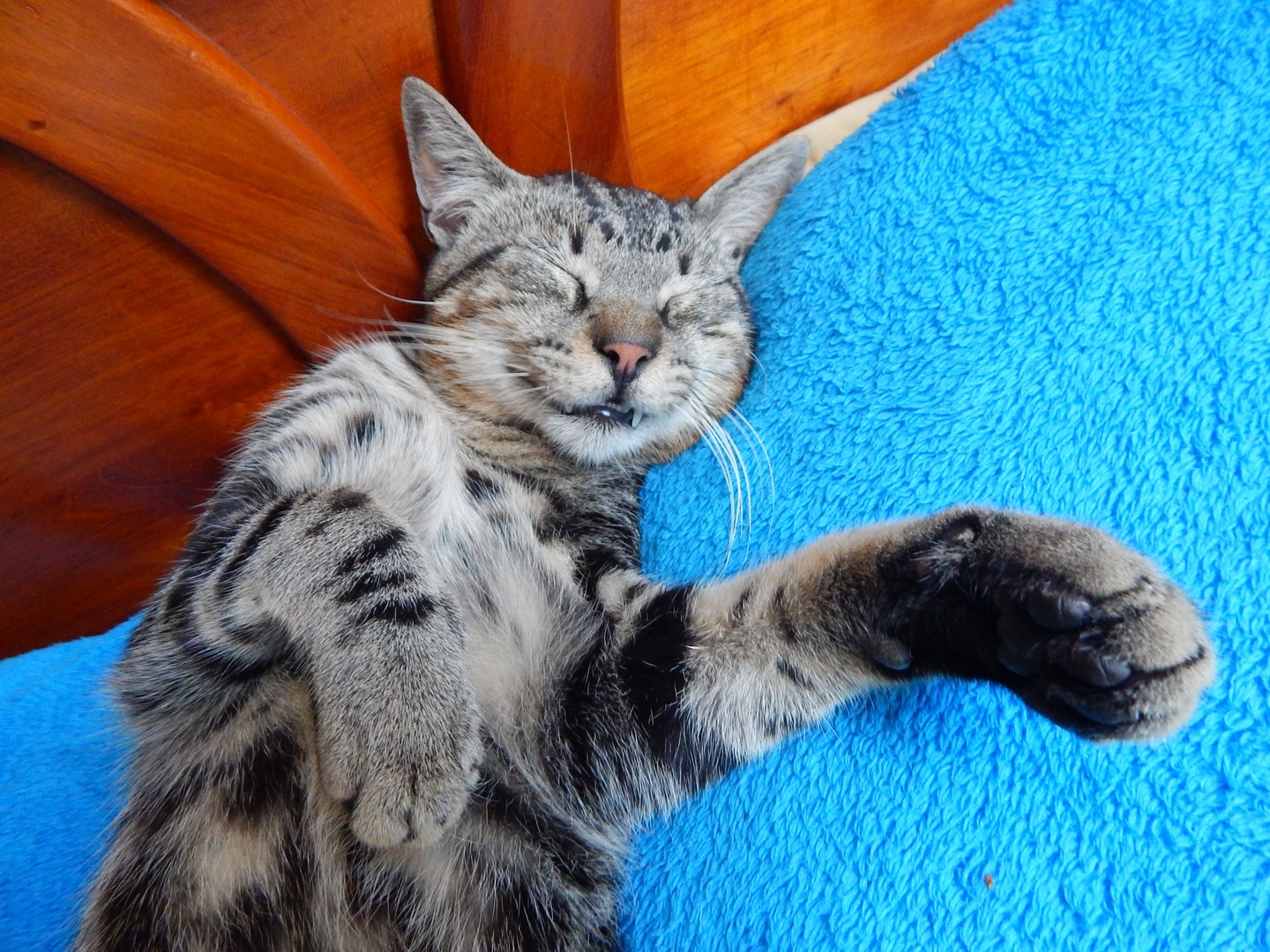 The Top 4 Benefits Of Owning A Cat Cats Will Play the-top-4-benefits-of-owning-a-cat-cats-will-play