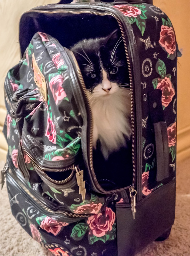 Kitty on the Go: Cat Backpack Reviews