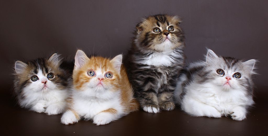 How to Adopt a Cat: A Comprehensive Guide - Cats Will Play