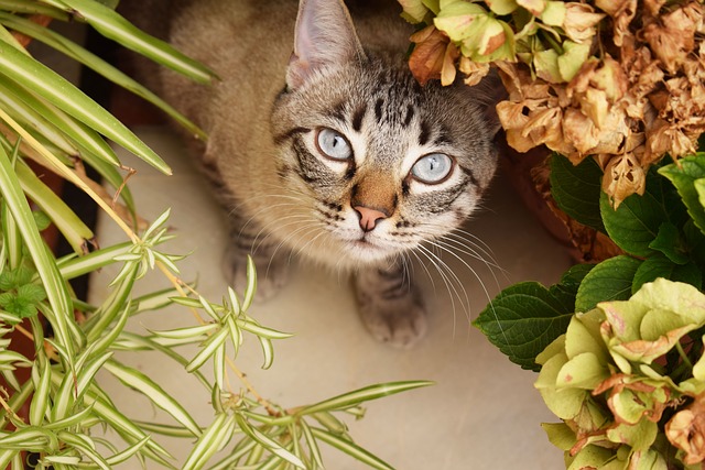 Cavorting With Nature: How to Plant a Cat Garden - Cats Will Play