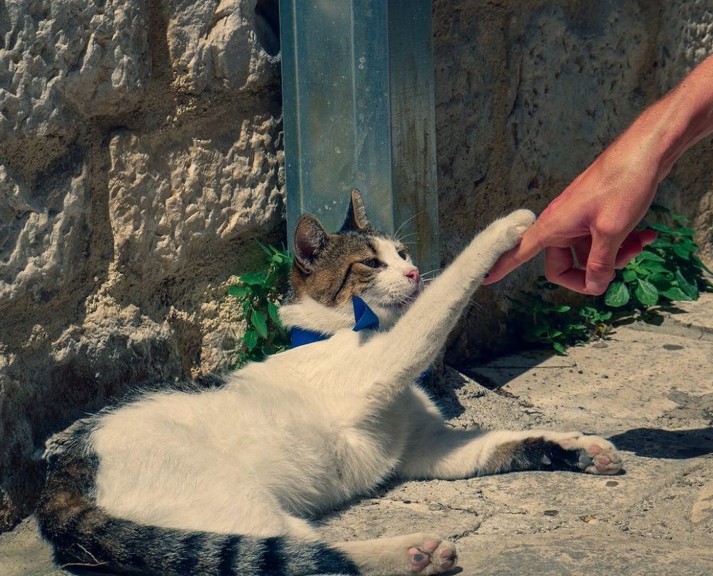 How to Adopt a Cat: A Comprehensive Guide - Cats Will Play