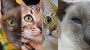 Kitty Quiz: What Cat Breed Matches Your Personality - Cats Will Play
