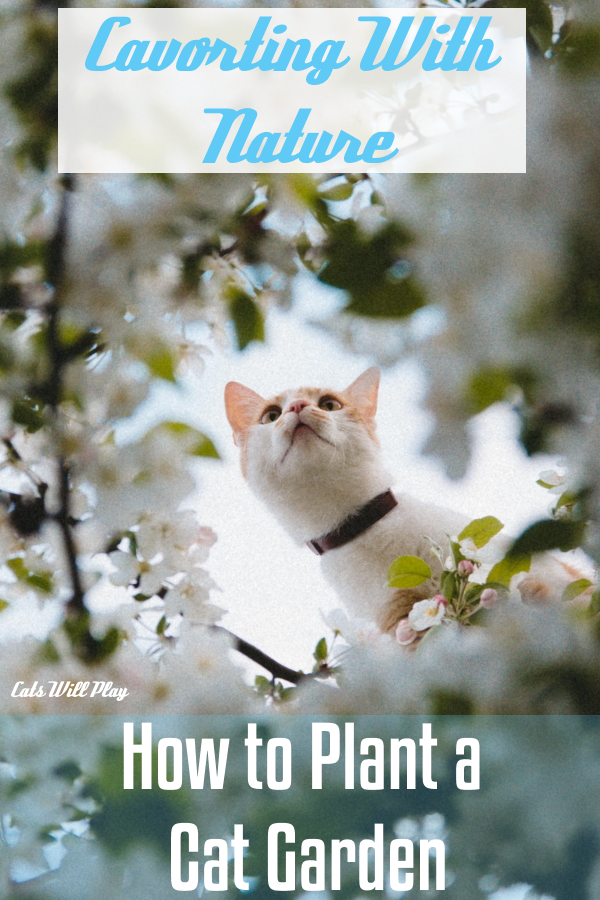 Cavorting With Nature: How to Plant a Cat Garden - Cats Will Play