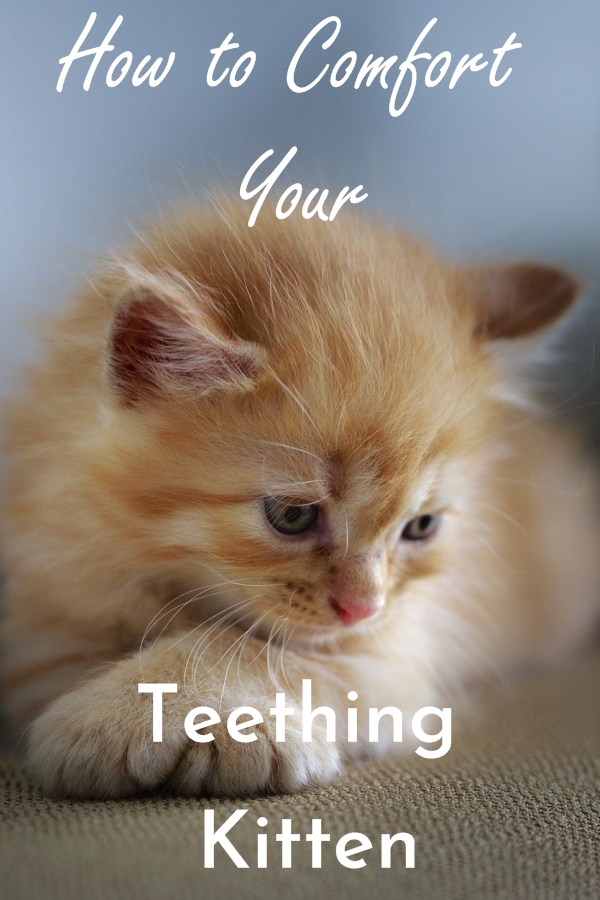 How to Help a Teething Kitten, Tips and Tricks - Cats Will Play