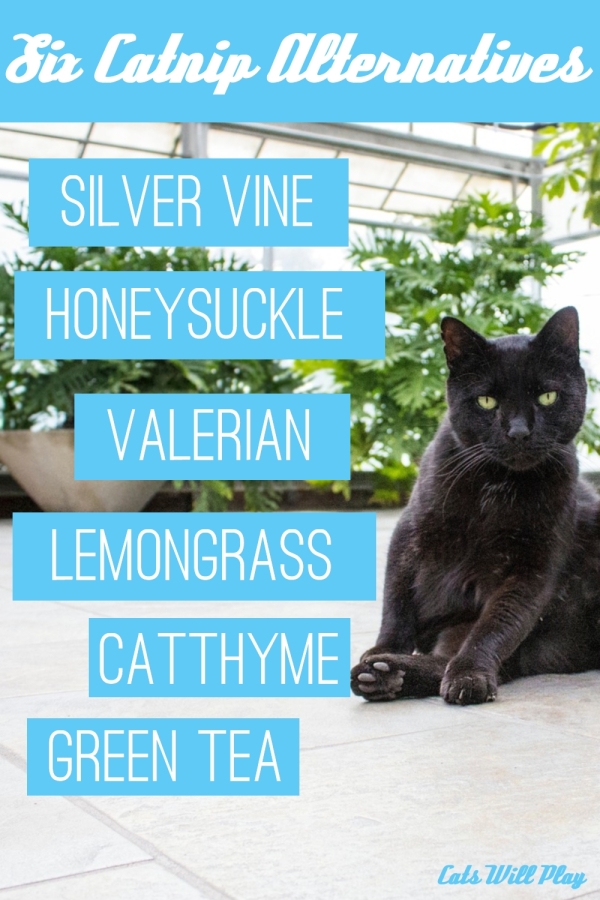 Catnip Doesn't Cut It: Great Catnip Alternatives for Every Kitty - Cats Will Play