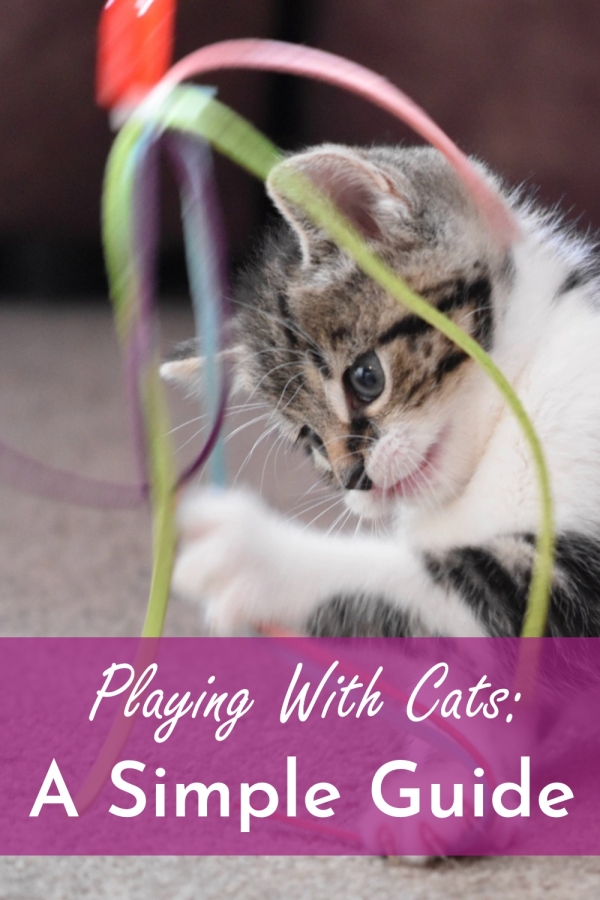 How to Play With Cats: A Simple Guide - Cats Will Play