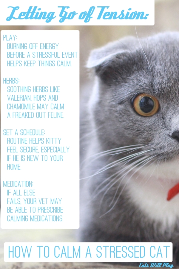 Letting Go of Tension: How to Calm a Stressed Cat - Cats Will Play