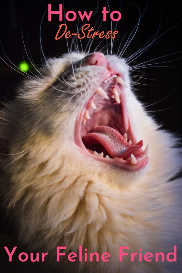 Letting Go of Tension: How to Calm a Stressed Cat - Cats Will Play