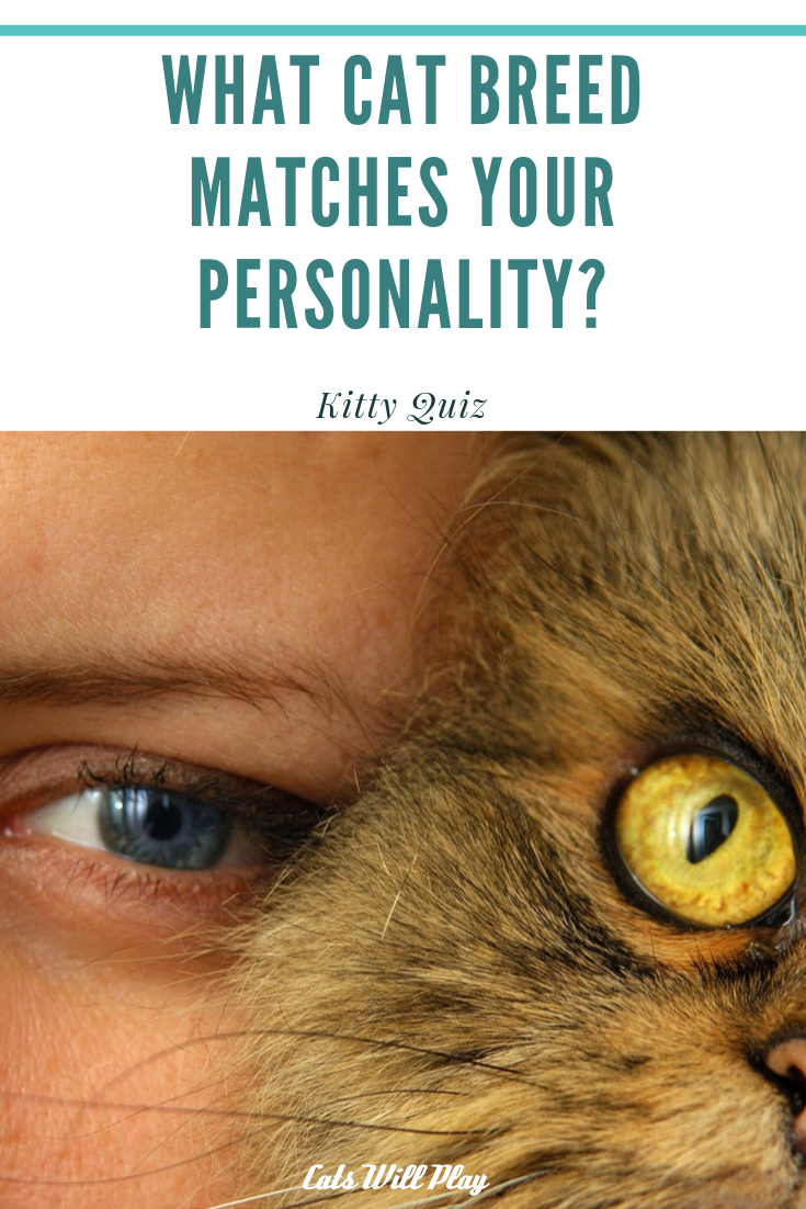 Kitty Quiz What Cat Breed Matches Your Personality Cats Will Play Kitty Quiz What Cat Breed Matches Your Personality Cats Will Play