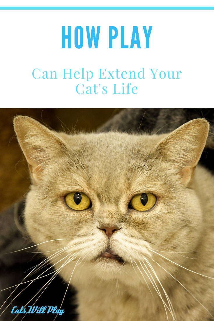 How Play Can Help Extend Your Cat's Life - Cats Will Play