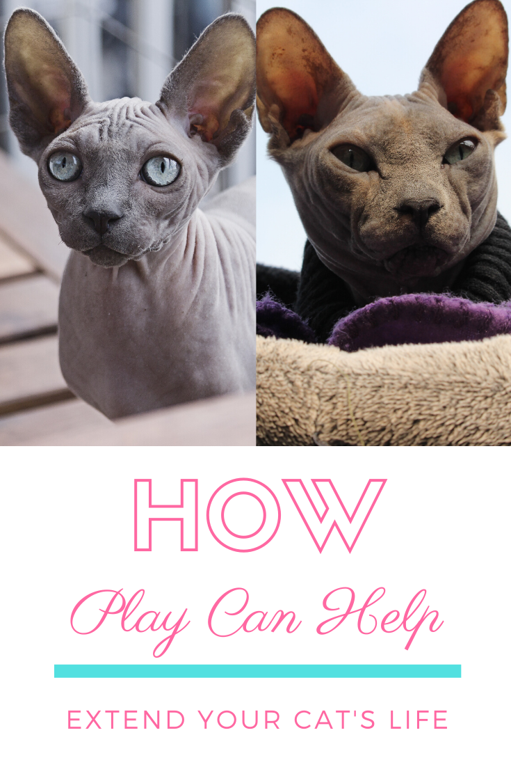 How Play Can Help Extend Your Cat's Life - Cats Will Play