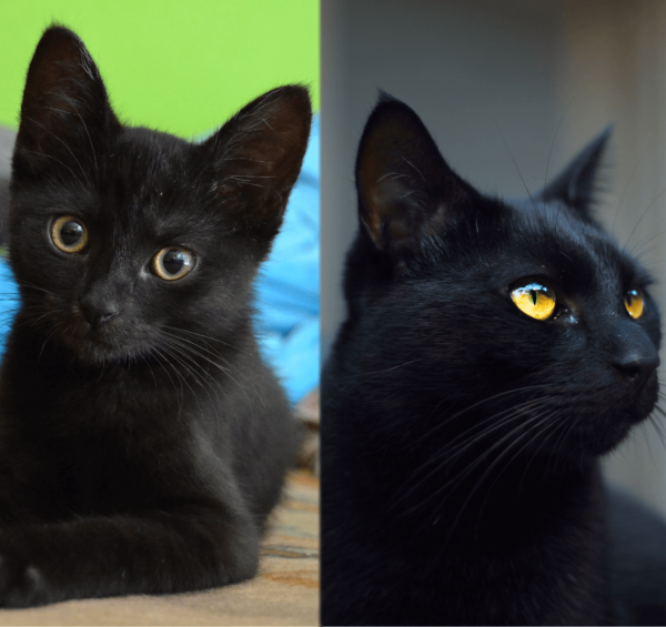 How Play Can Help Extend Your Cat's Life - Cats Will Play