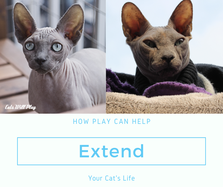 How Play Can Help Extend Your Cat's Life - Cats Will Play