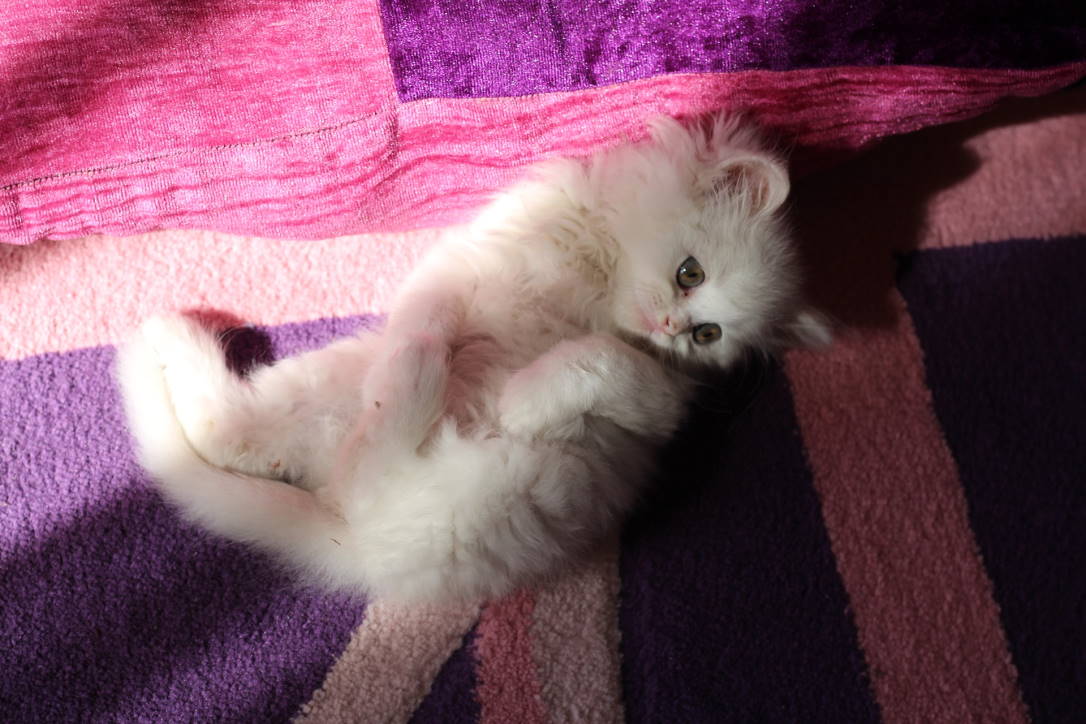 20 Playful Cat Pictures to Brighten Your Day - Cats Will Play