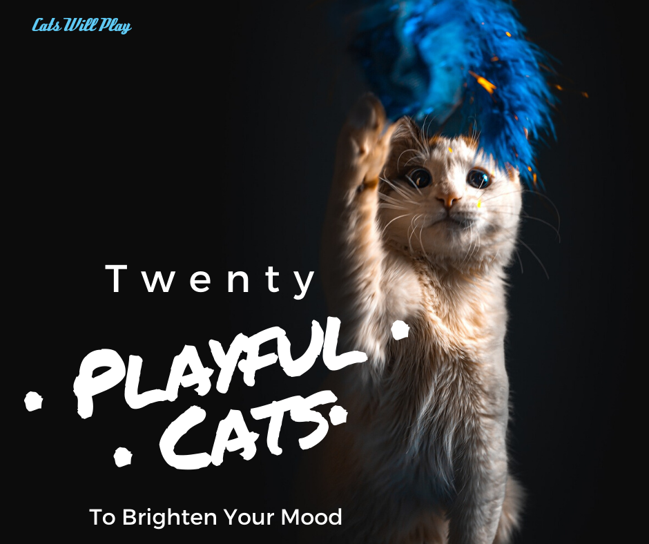 20 Playful Cat Pictures to Brighten Your Day - Cats Will Play