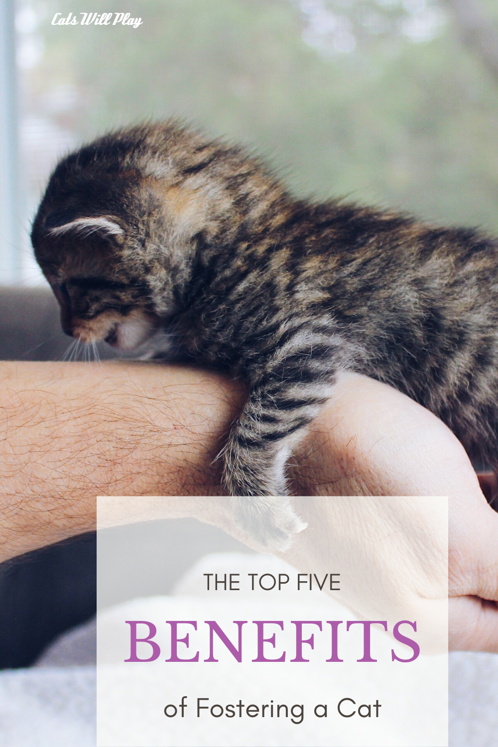 The Top Five Benefits of Fostering a Cat - Cats Will Play