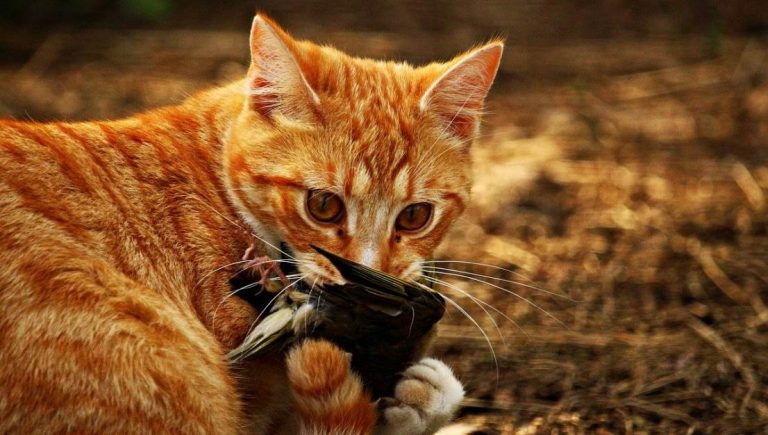 Cat Prey Preferences: What They Are and How They Can Help at Playtime ...